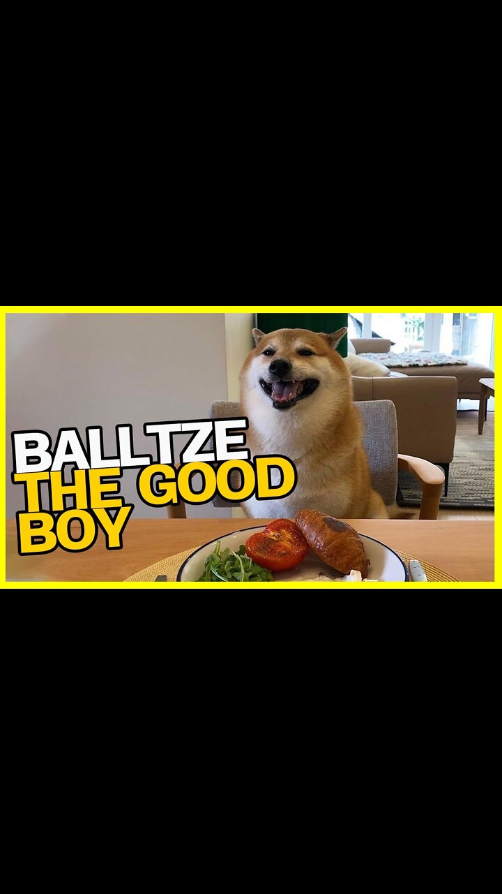 Balltze Cheems - The Good Boy