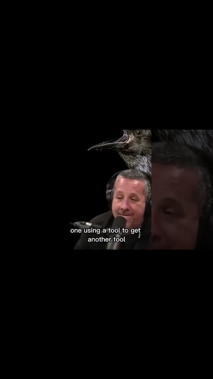Crows are smarter than 8 years old children - Joe Rogan & Ryan Sickler
