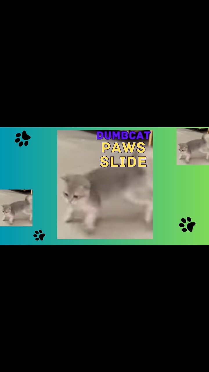 FUNNY CAT Slide