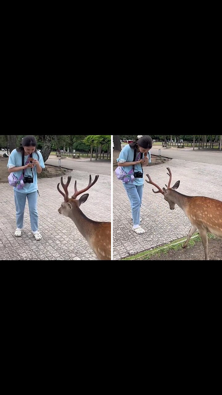 Nara Park In Japan Is Home To The Friendliest Bowing Deer