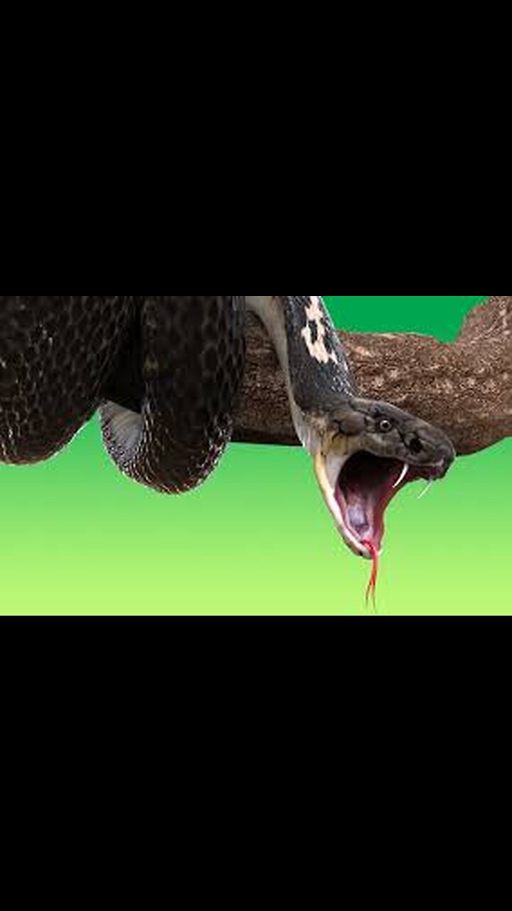 AVOID These 9 Snakes At Any Cost! 🐍- most dangerous, scariest, snakes