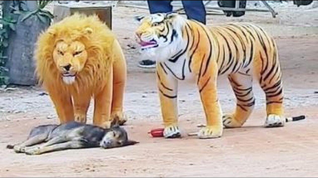 Troll prank Dog Funny & Fake Lion & Fake Tiger Prank to dog
