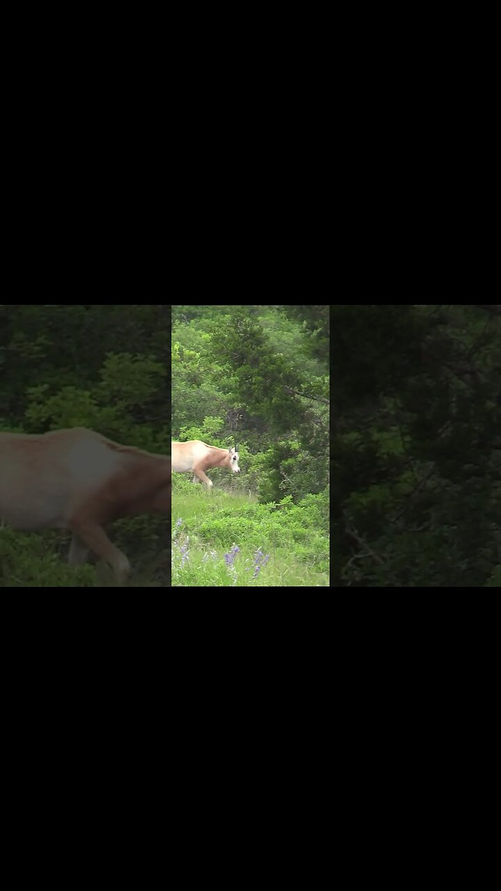 Check out this herd of Scimitar Oryx! #wildlife #biology #deer #hunting ...