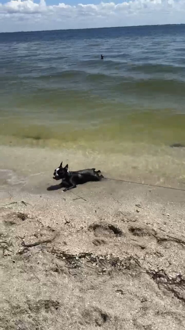 Hercules in Heaven at Fort Desoto Dog Beach | 4K