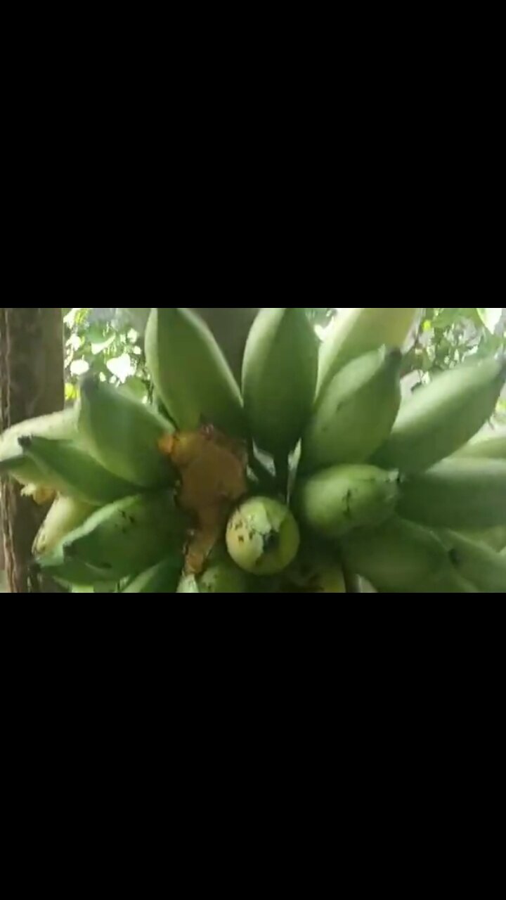 Muli long banana tree