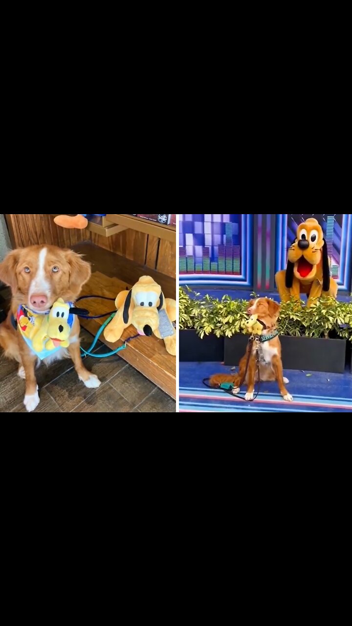 Dog's dream to meet Pluto finally comes true