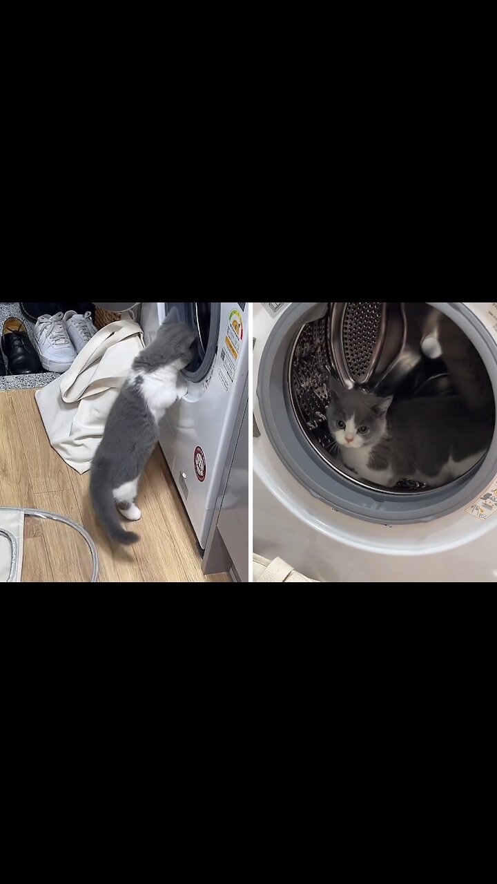 Cat Uses Washing Machine As His Own Personal Hamster Wheel