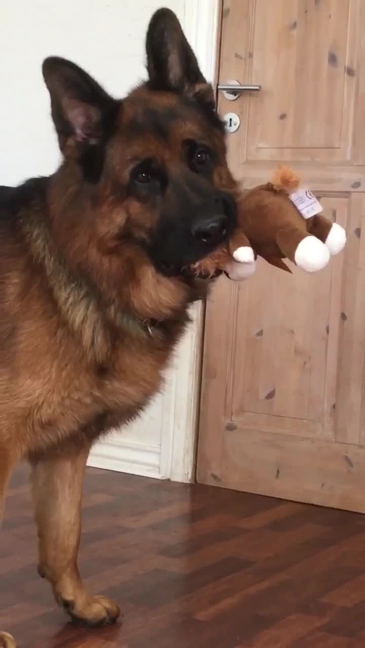 German Shepherd has priceless reaction to crying puppies
