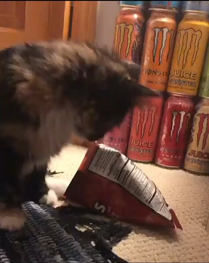 Cute Cat very funny short video