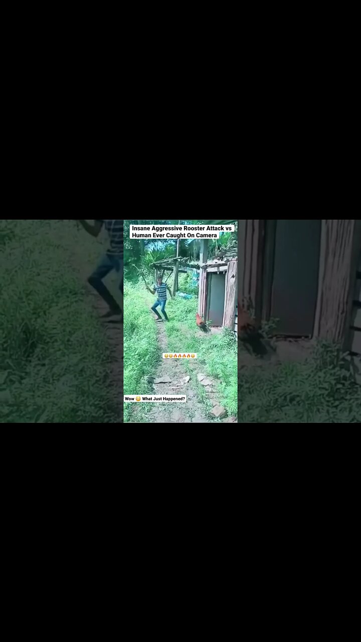 Insane Aggressive Rooster Attack vs Human Ever Caught On Camera #shorts ...