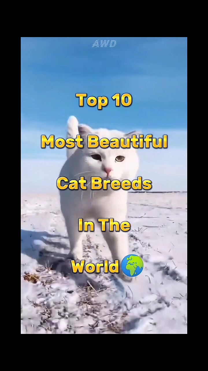 10 most dangerous cat breeds in the world 😱😱