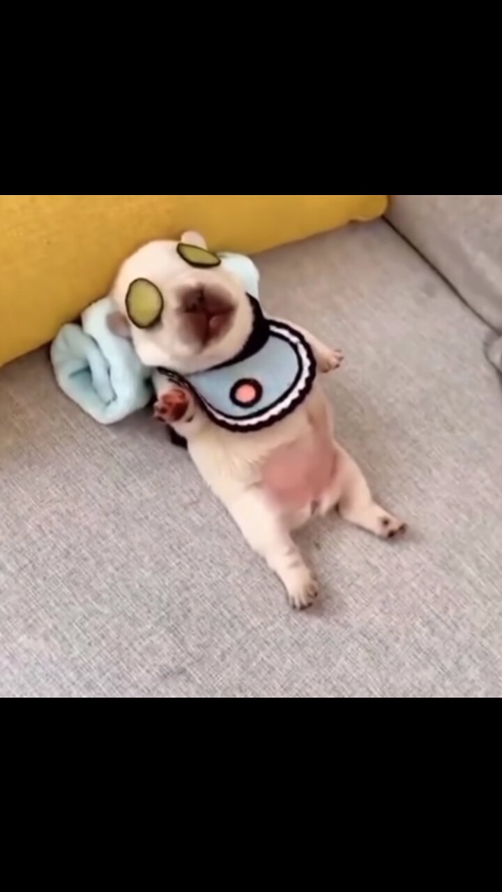 AWW CUTE BABY ANIMALS - Funny and cute moments of animal loving family ...