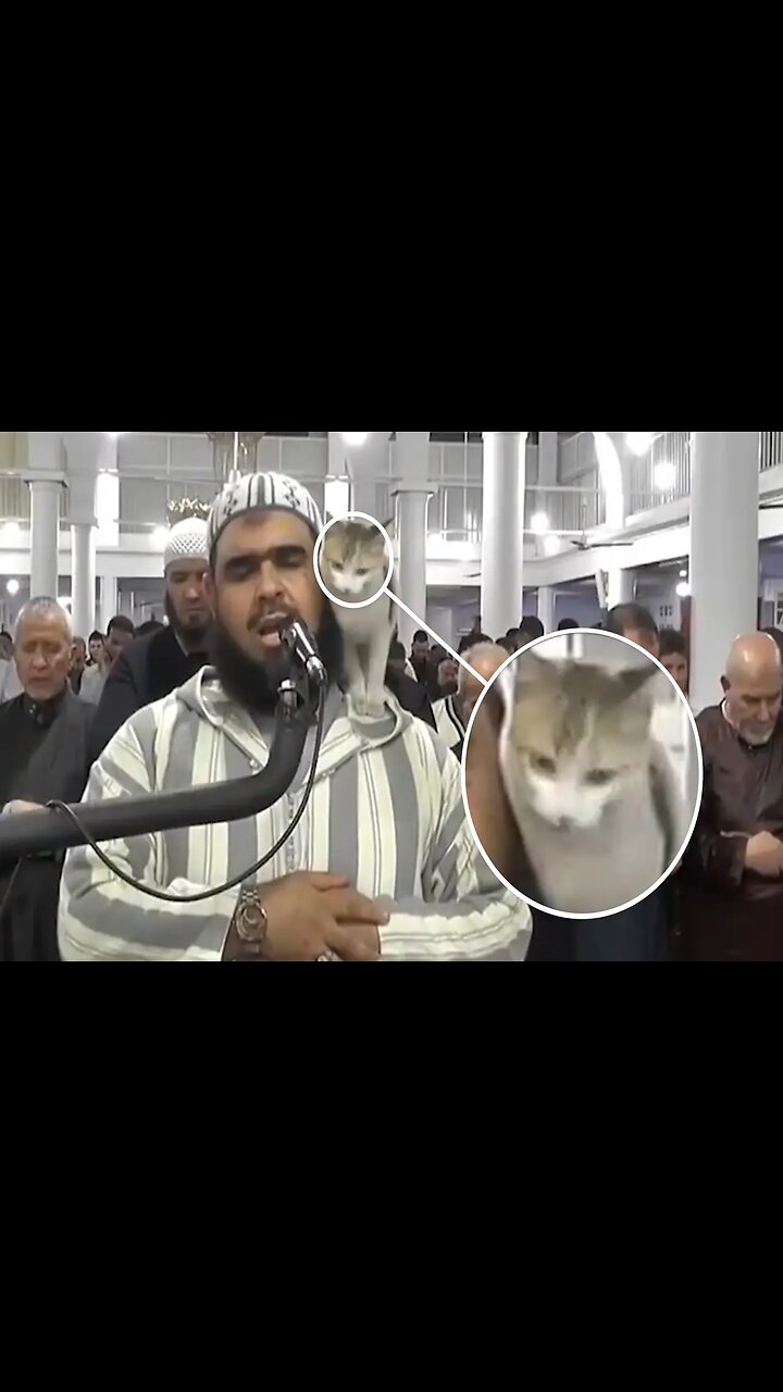 Viral video of Cat playing with Imam during prayer