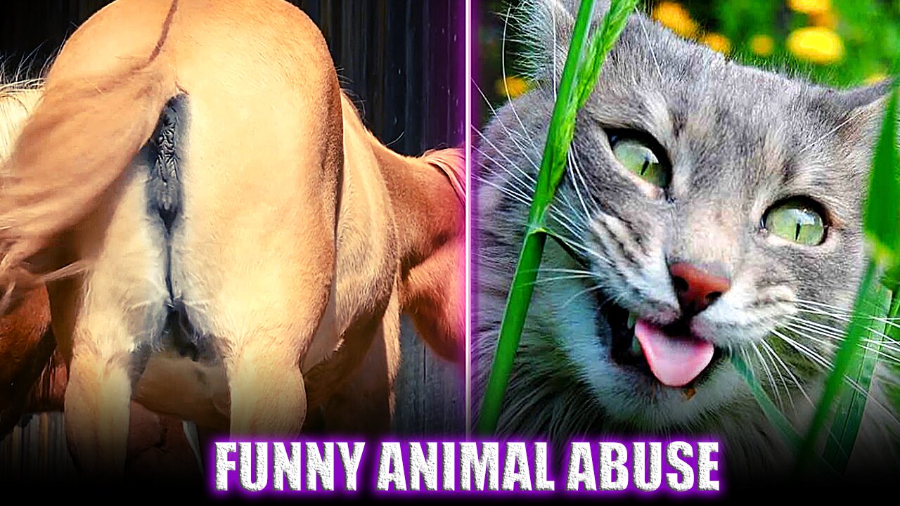 Funny Mock animals with human voice acting
