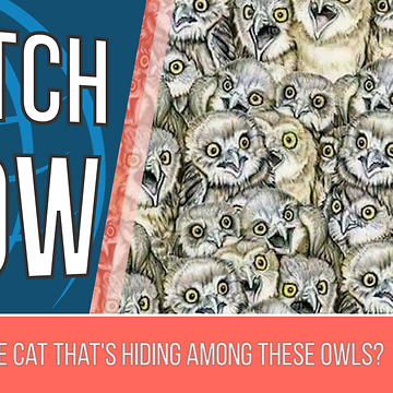 find the hidden cat answer