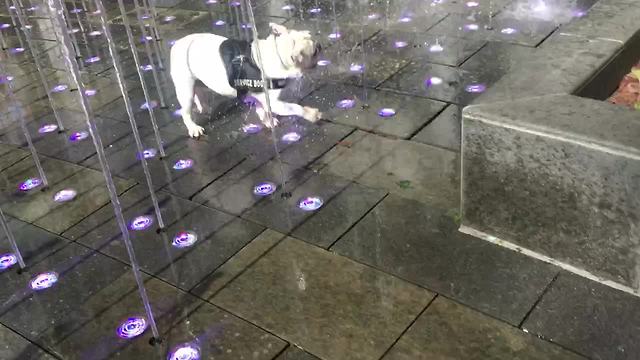 Happy bulldog plays in fountain at Universal Studios