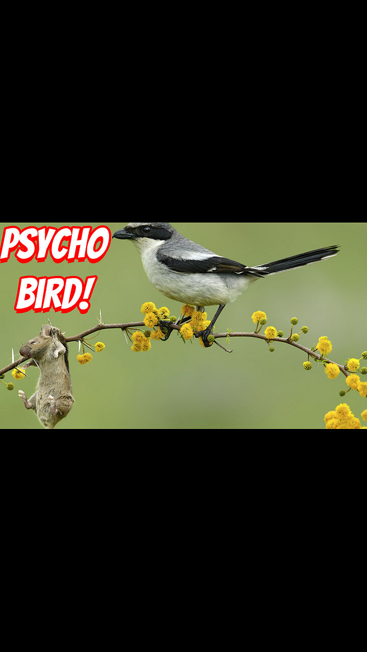 How Deadly Are Butcher Bird!