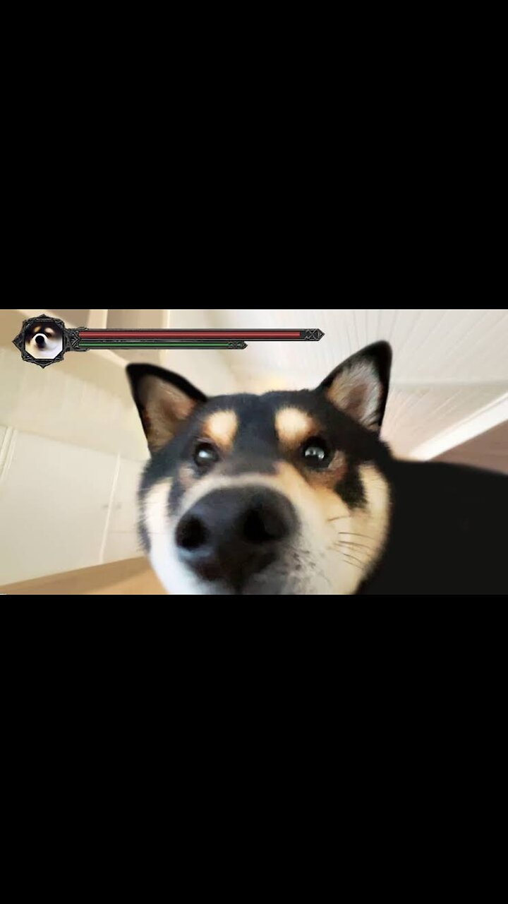 poge vs doge || max meets a poge || the pokedex ranking was similar