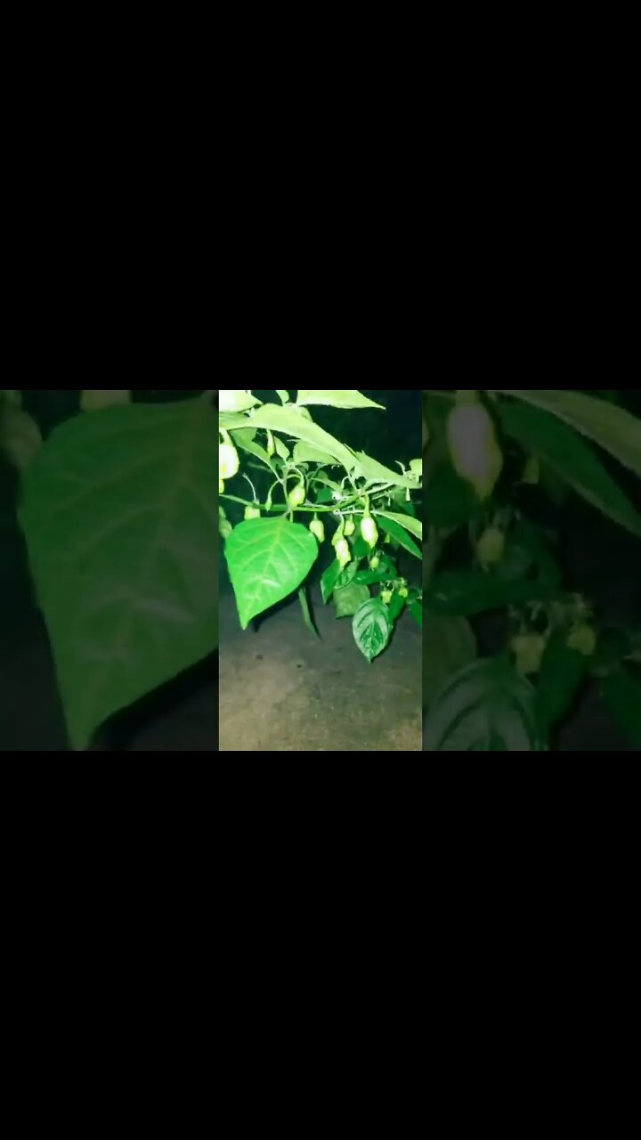 Growing Ghost Peppers | Super Hots | The Most Extreme Hottest Pepper In ...