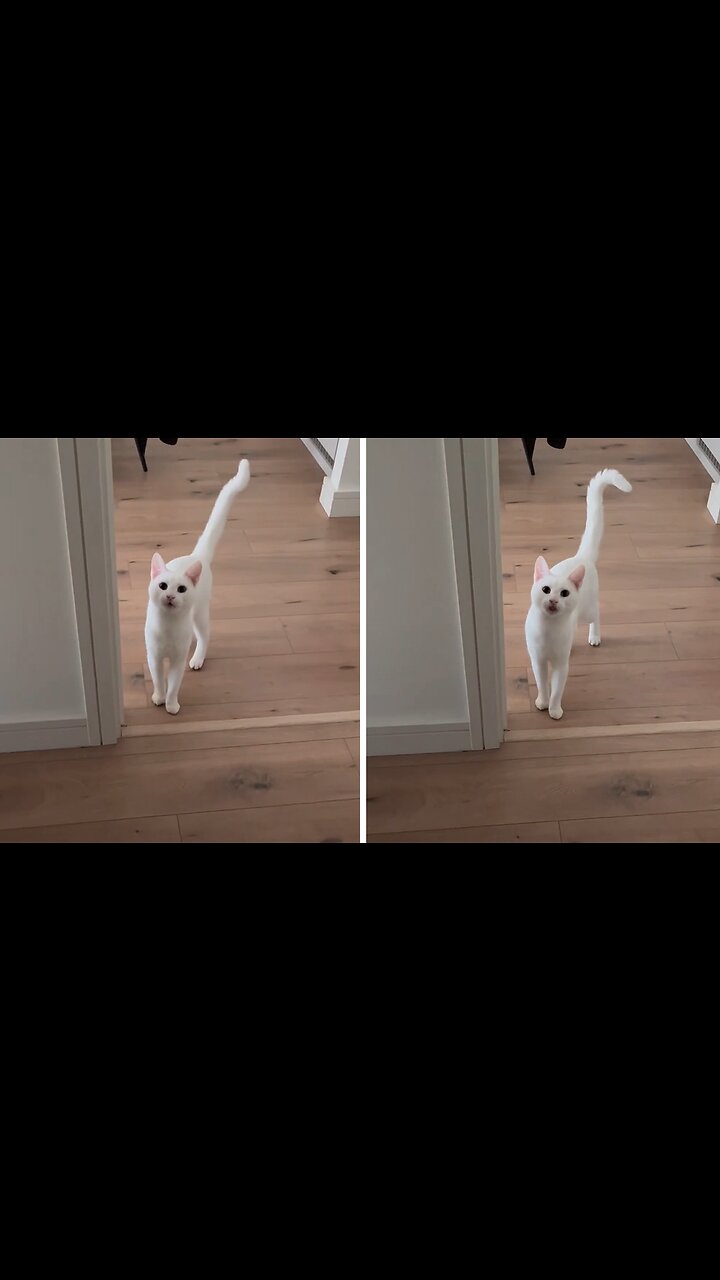 Woman Shows How Each Meow’s Message Is Different