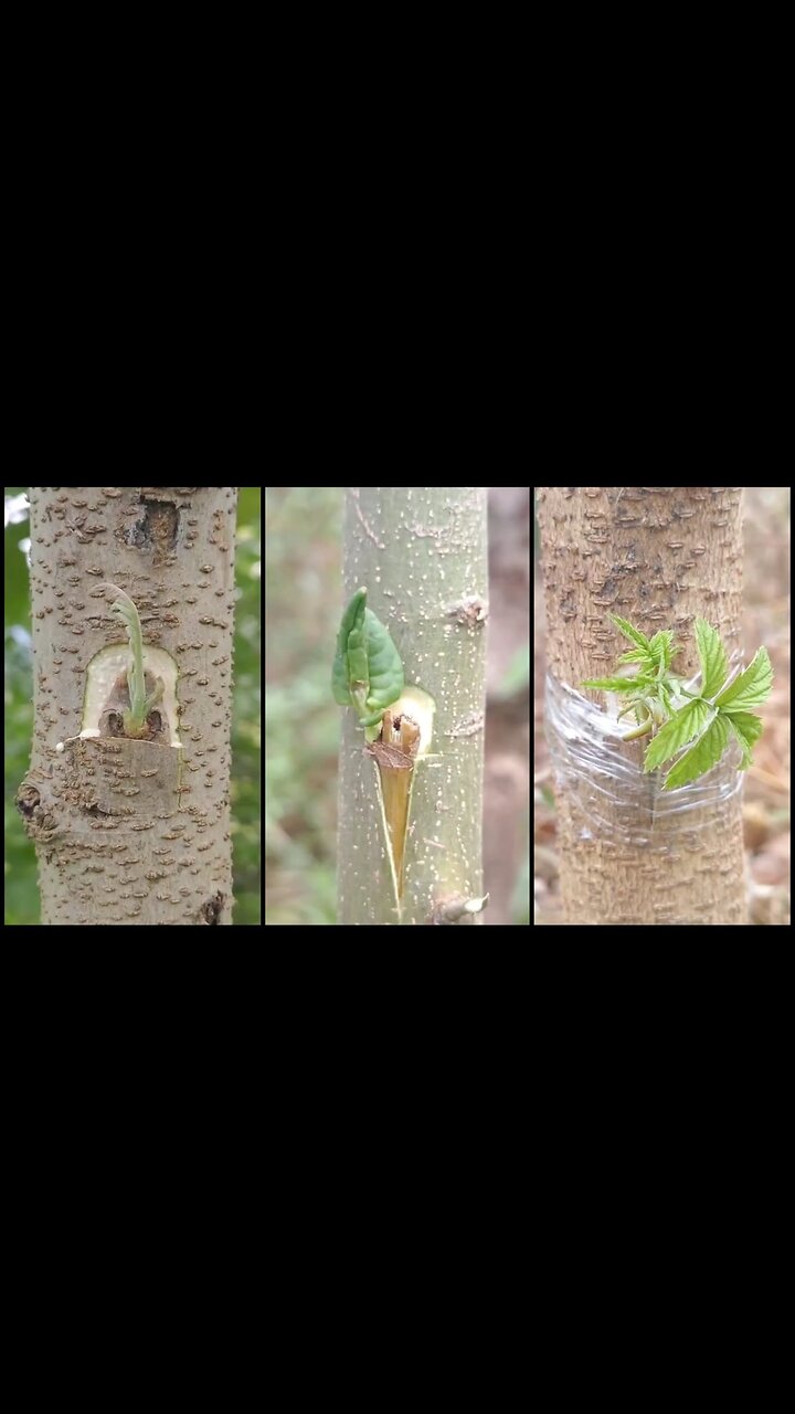 New Farmer’s fruit tree grafting survival mainly depends on the ability ...