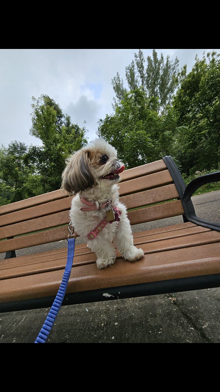 Rosie Goes For A Walk In The Park (Featuring Rosie The Shihtzu)