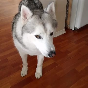 Husky and human engage in full conversation