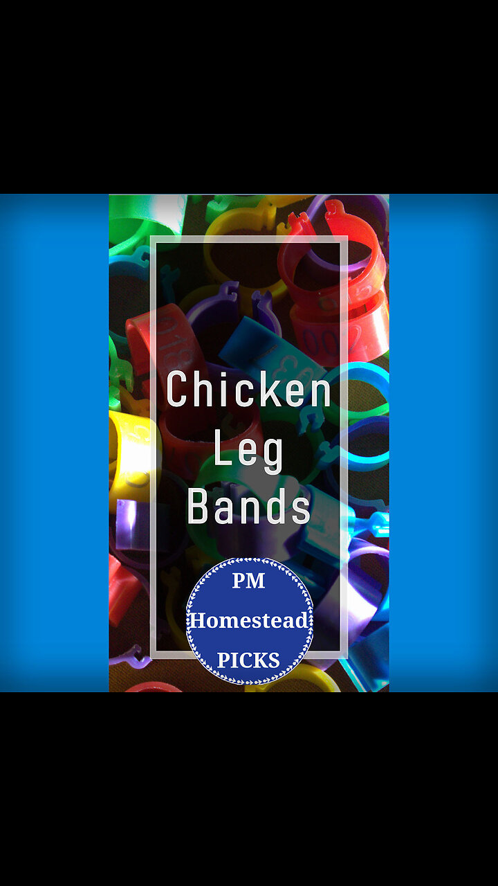 Chicken Leg Bands – An Easy Way to Manage Your Flock!