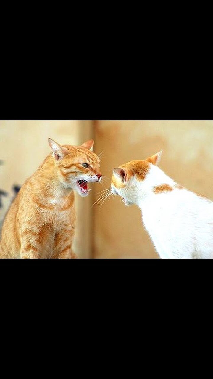 cat vs cat very funny