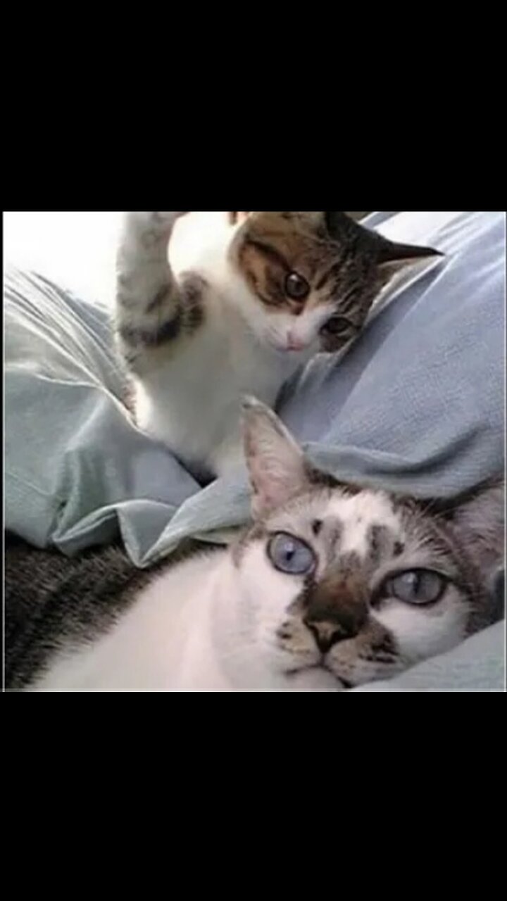 hilarious Cat slaps 😂 funny cat slaps 🤐