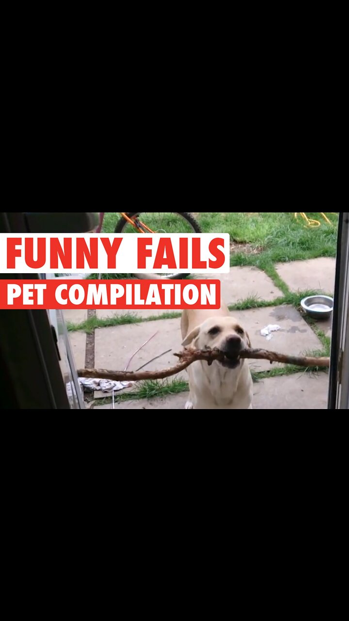 Epic Animal Fail Compilation | Funny animals pets dogs cats