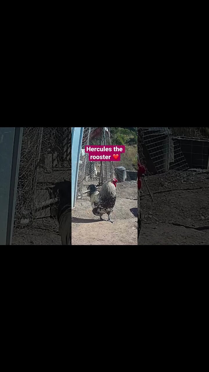 Farm surveillance. Hercules the rooster