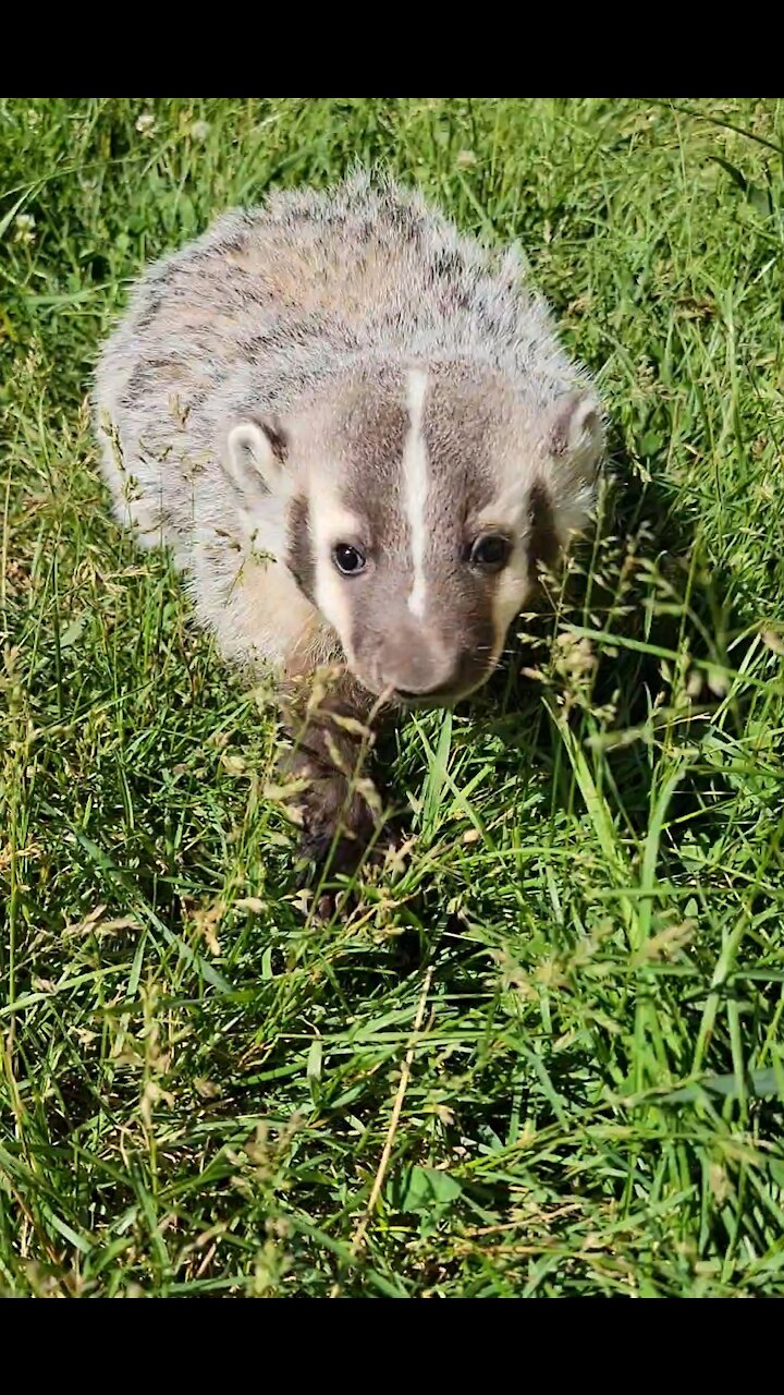Adorable baby badger curiously follows the camera