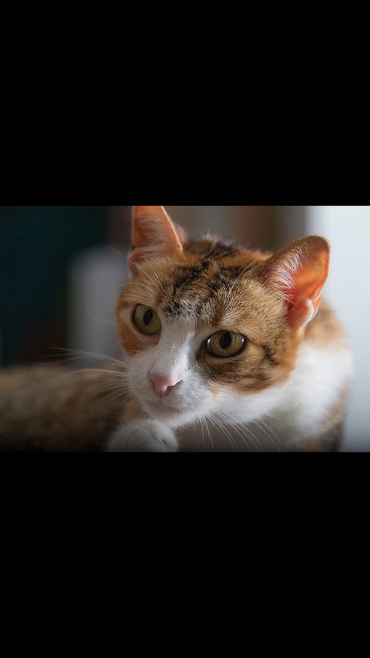 funny cat in the hat memes