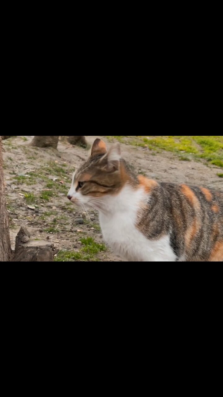 Cat Standing on Bricks