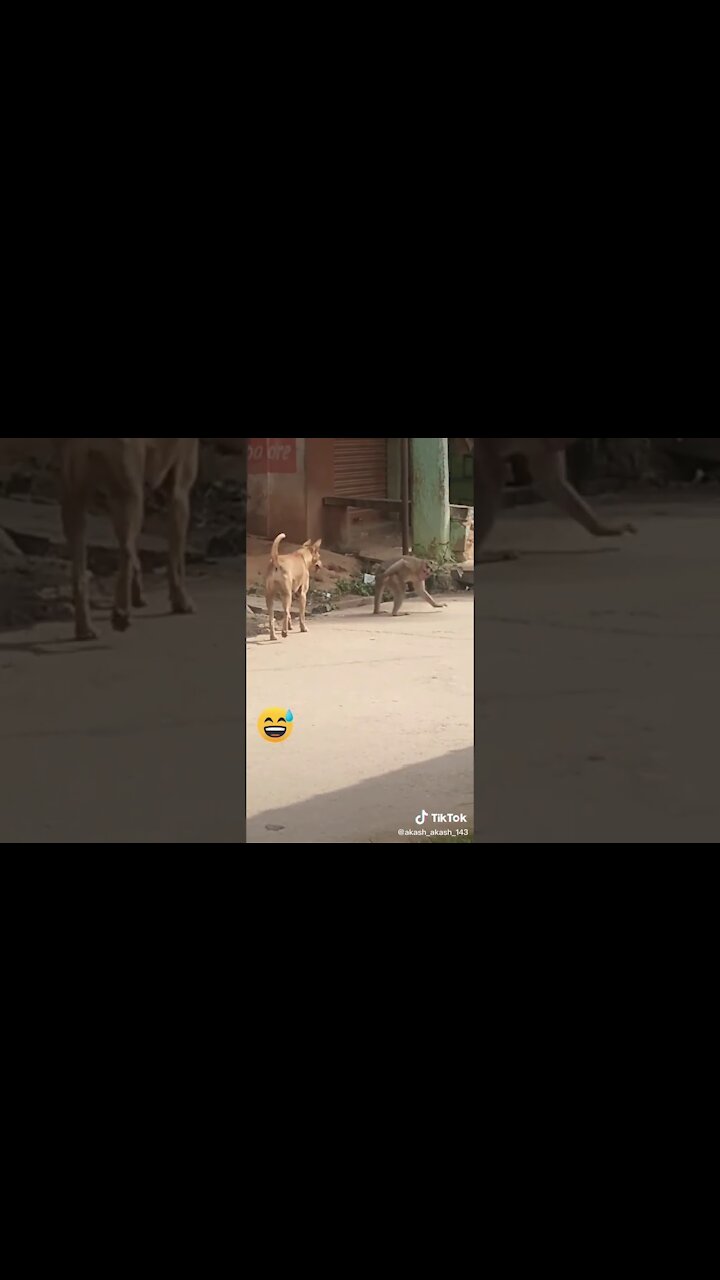 Super Funny Animal Video that Will Make You Laugh Out Loud Keep ...