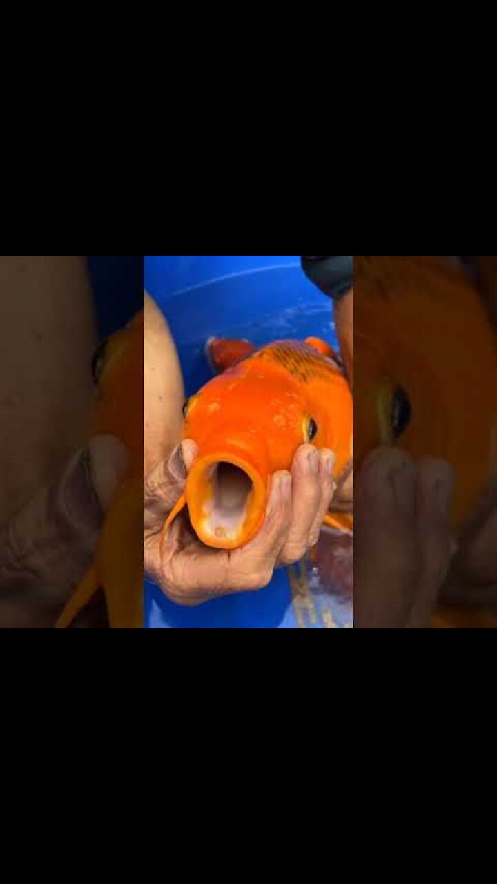 Wow super beautiful goldfish in tank | Beautiful Freshwater Fish