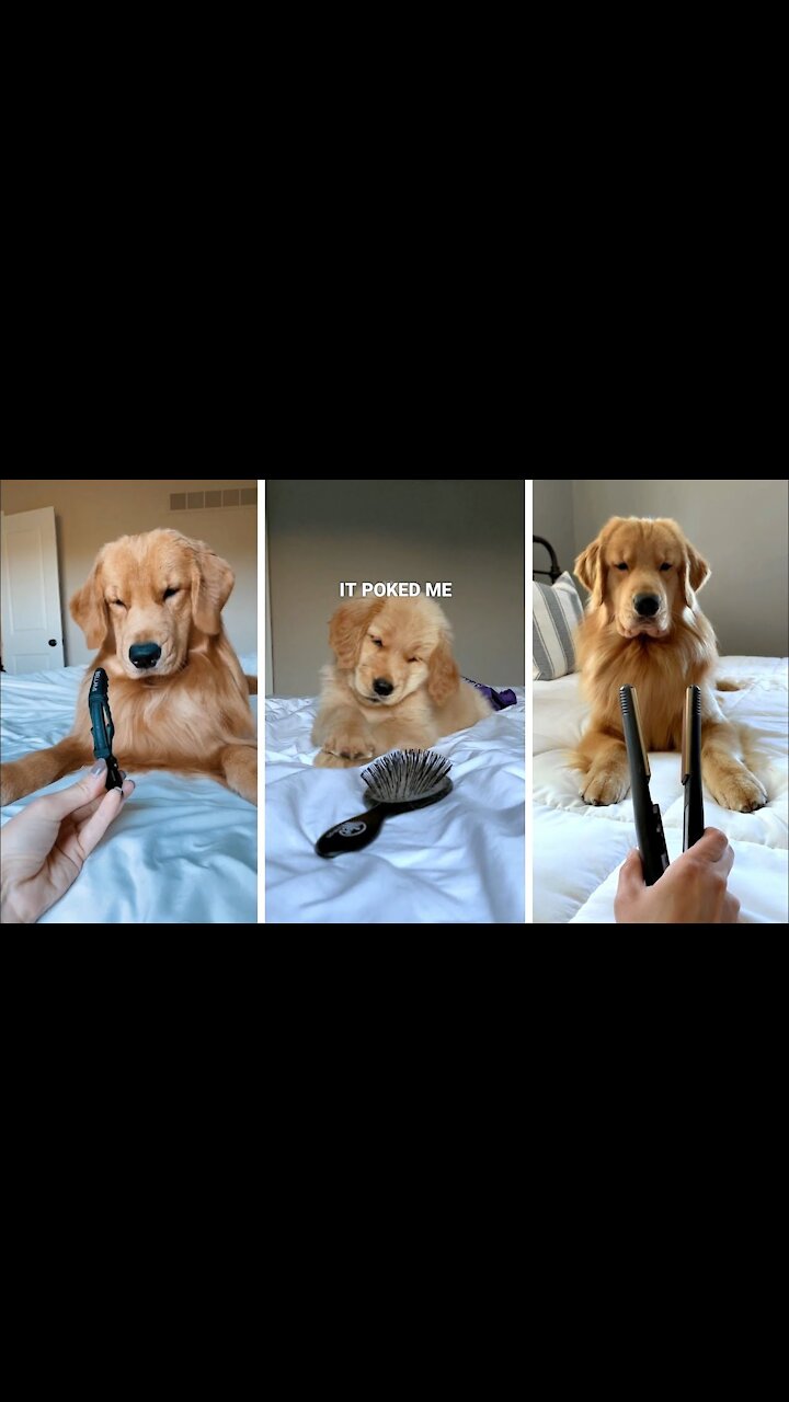 My Dogs Do Weird Things