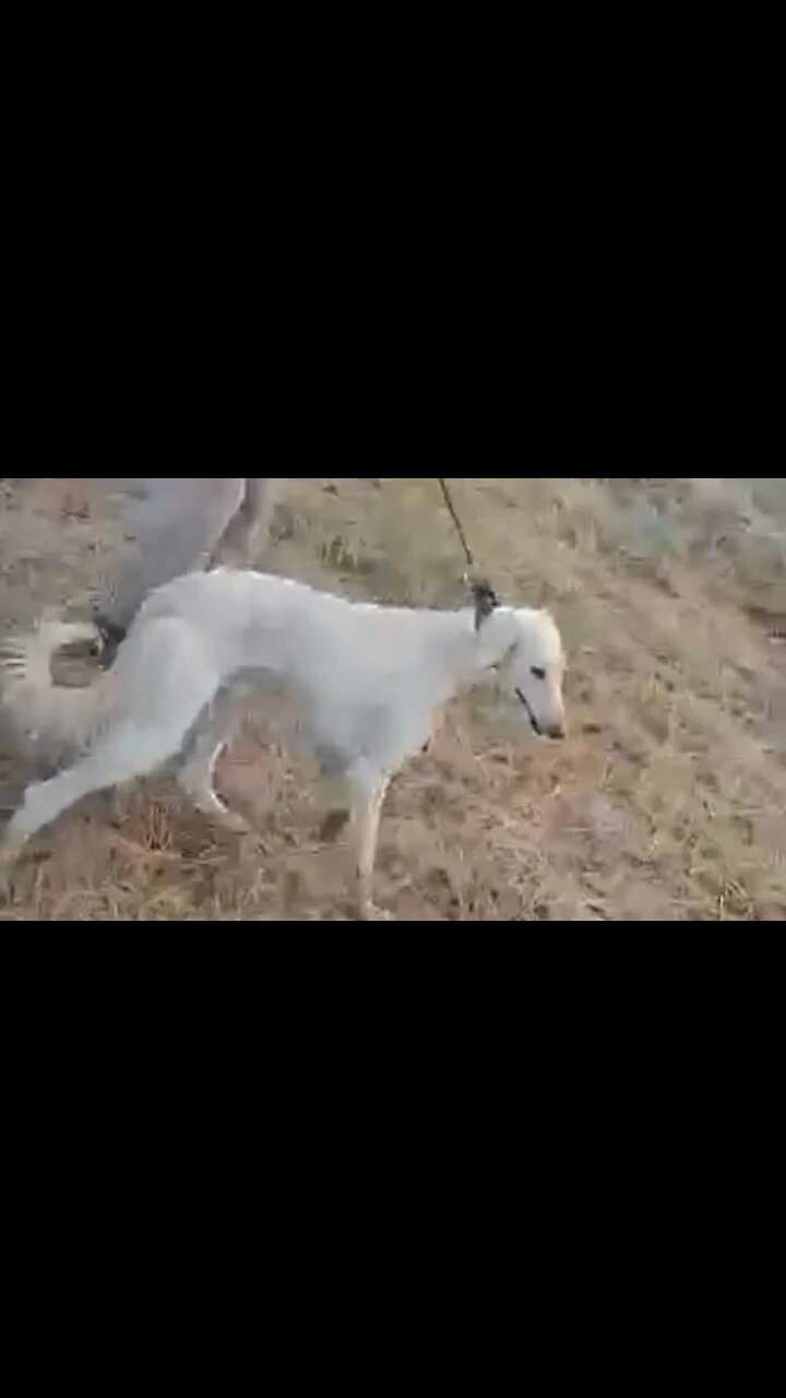 السلوقي العربي الأصيل قوة وسرعة وأناقة😍 Arabian Rabbit🐇 | with High ...