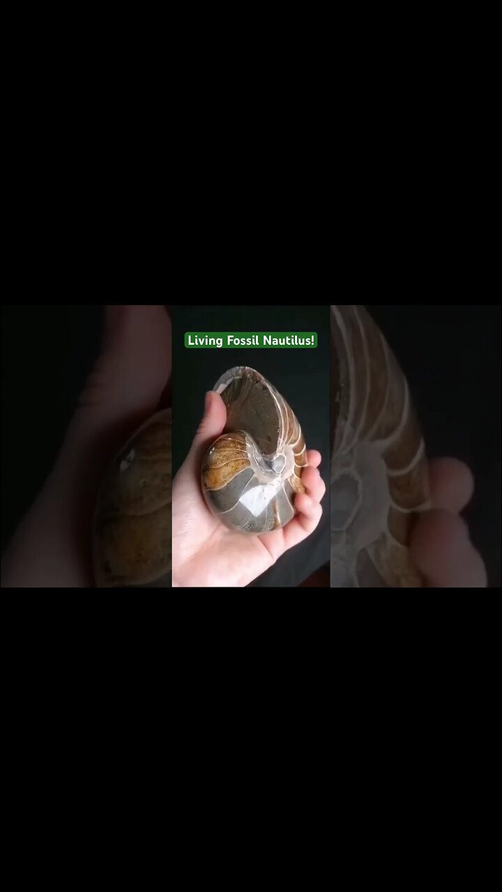 Not Quite An Ammonite - But A Living Fossil Nautilus! #fossil #ammonite ...