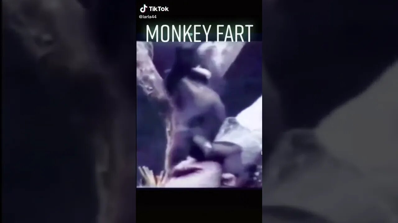 Monkey fart
