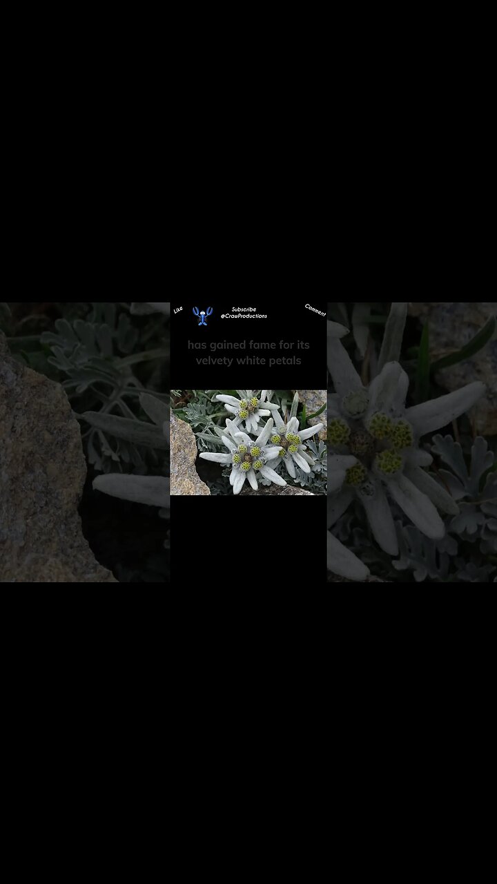 The Edelweiss, a flower native to the Alpine regions of Europe #flowers ...