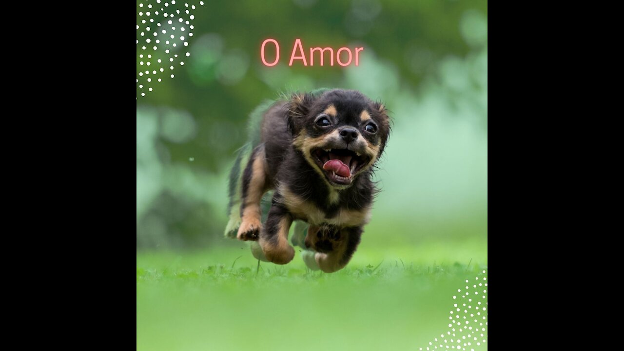 Cute Dogs New Video Compilation 2020