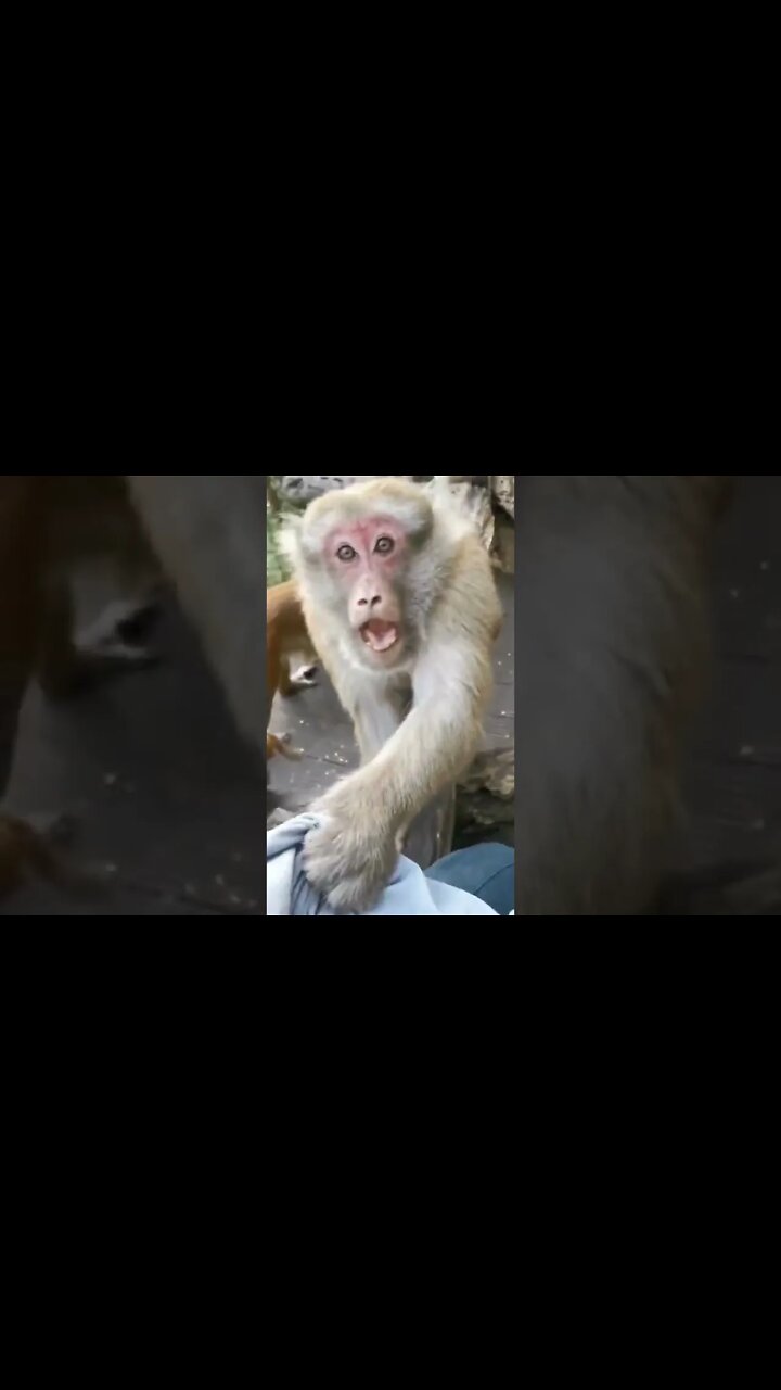 Monkey reaction funny 😆