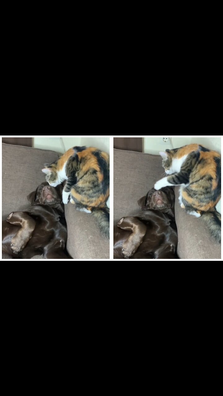 cat fad disturbing sleeping dog