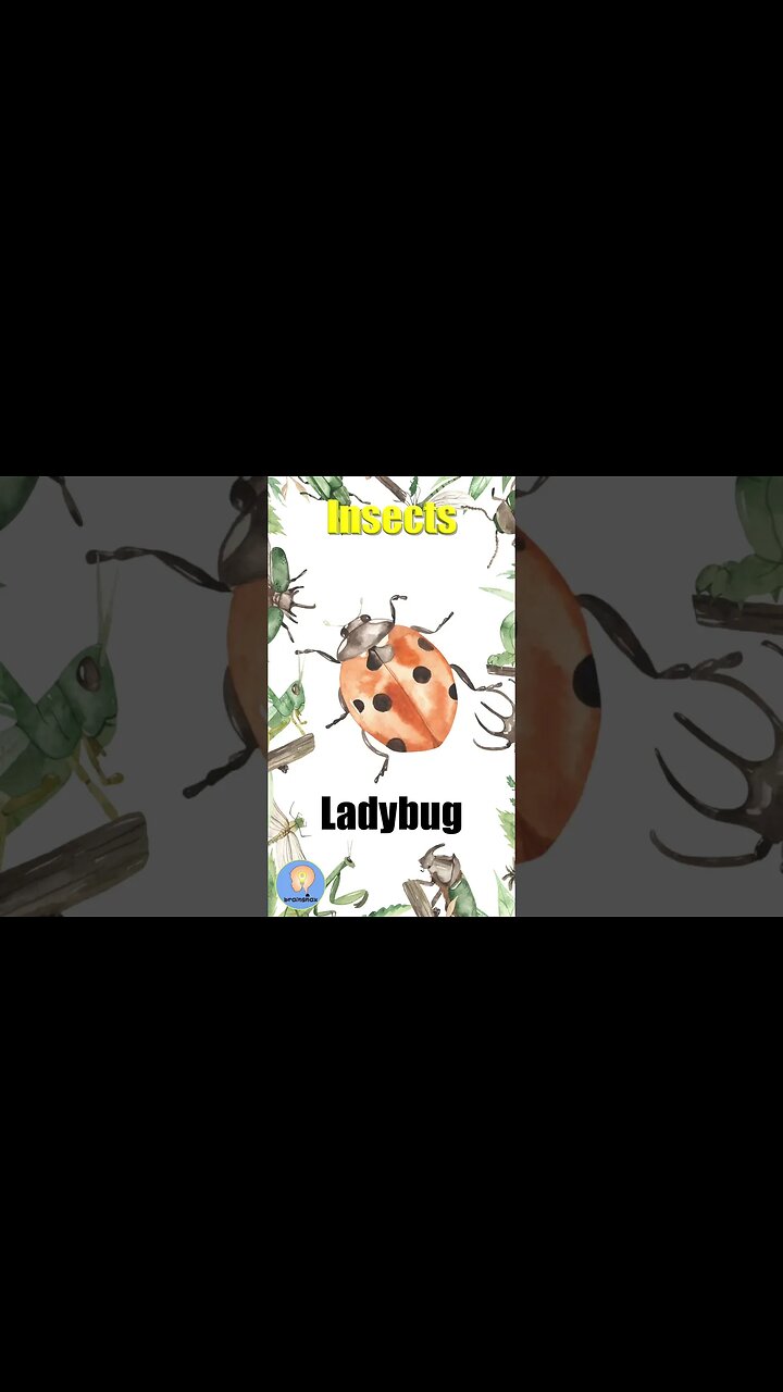 Insects talking flashcards | Bugs for kids