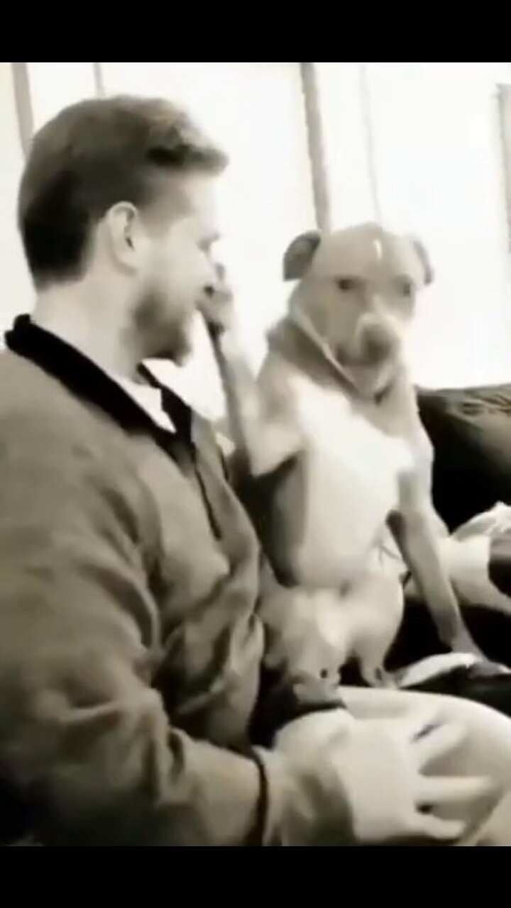 Hilarious Animals Smack Each Other
