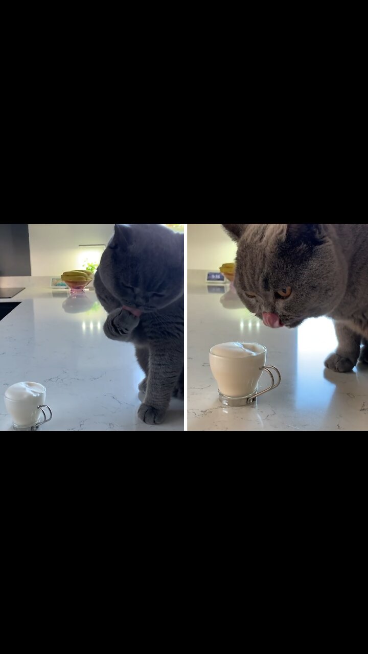 Cat Has An Adorable Way Of Tasting 'Catuccino'