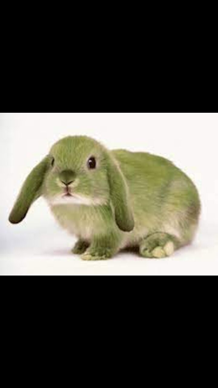Cute green rabbit Tiktok |Bunny Rabbit what is this?! #shorts
