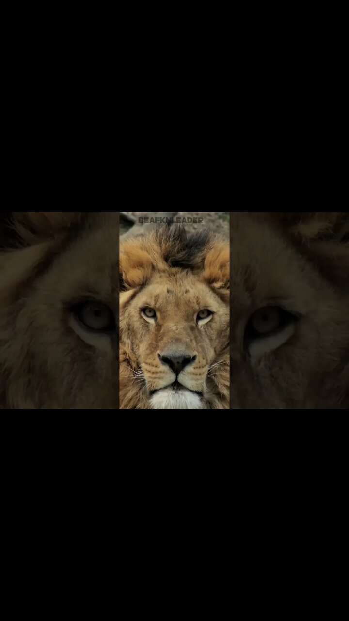 The Lion Mentality Ray Lewis Motivational Speech Leadership